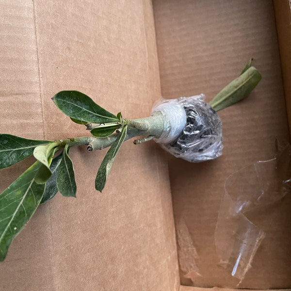 Desert Rose Picotee Adenium Obesum Starter Plant - Flowering Plant ...