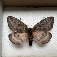 Coloradia Pink Saturn Moth Arizona USA - Etsy