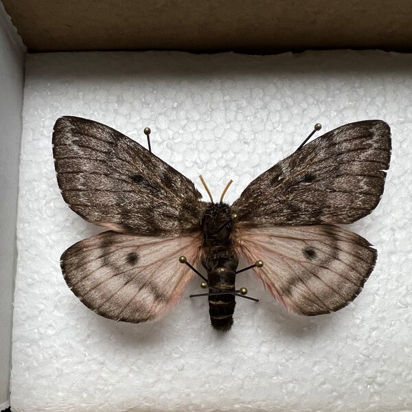 Coloradia Pink Saturn Moth Arizona USA - Etsy