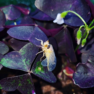 40 Sugar Baby Watermelon Seeds Citrullus Lanatus CI4040 - Etsy