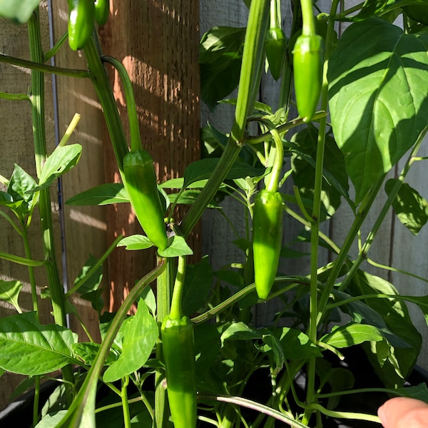 Philippine HOT Green Finger Pepper Seeds Sili Pang Sigang Sinigang Phil ...