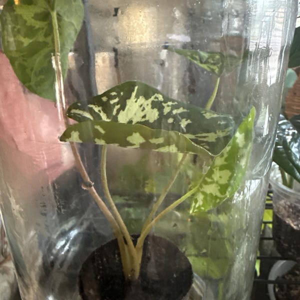 Alocasia Hilo Beauty Starter Plant.*** Please Note All Starter Plants ...