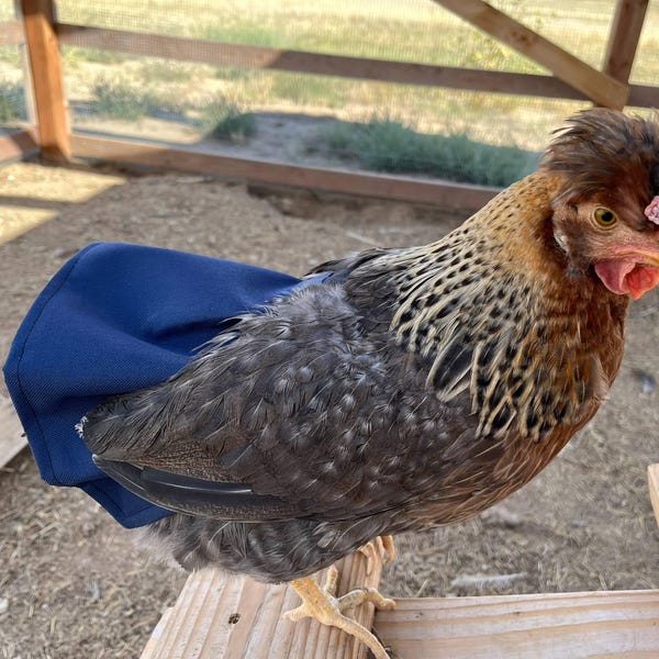 Waterproof Chicken Saddle: Dinosaur Costume Hen Apron With Tail Spikes ...