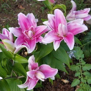 Walter Faxon Peony Pink Fragrant Spring Blooms Perennial - Etsy