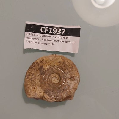 Fossil Bony Fish Vertebrae Eocene London Clay, Bawdsey, Suffolk ...
