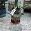 Fine Coconut Husk Orchid Mix, Fine Orchid Mix, Orchid Soil for Seedling ...