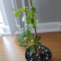 Florida Grove Pepper Seeds Super Hot Florida Firecracker Wild Grove ...