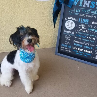 Dog Birthday Chalkboard Sign First Puppy Birthday Banner 1st - Etsy