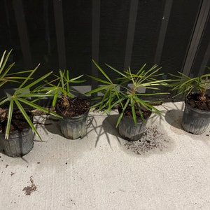 Variegated Mini Jade Bonsai Start Portulacaria Afra Grown in an 8 Pot ...