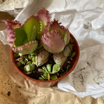 Aloe Juvenna tiger Tooth Aloe Succulent Plant in 2.75 Pot - Etsy