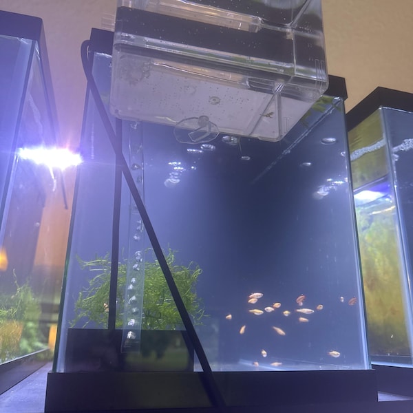 Automatic Egg Collector for Aquarium Egg Scattering Fish (danios ...