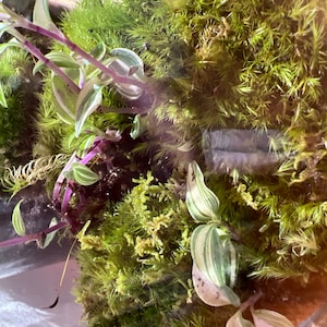 Live Moss Pads for Terrariums Fairy Gardens Miniature Garden Decor 3-4 ...