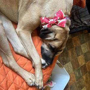 Denim Dog Bow - Etsy