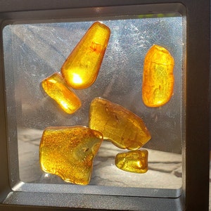 Insect in Amber Inclusion Fossil Baltic Amber Amber - Etsy