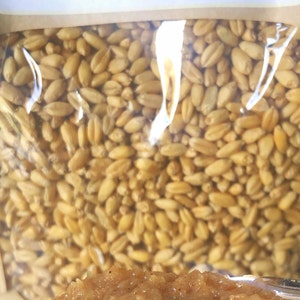 White Sonora Wheat Berries, 2.5 Lb, Certified Organic - Etsy