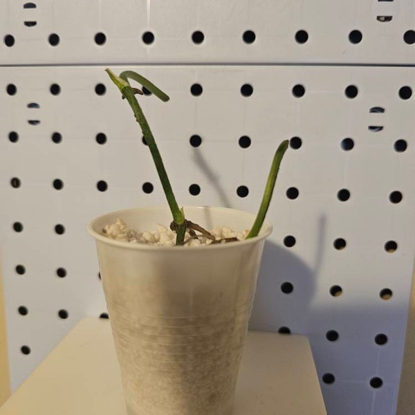 Cebu Ghost Rooted NODE | | Epipremnum Pinnatum Cebu Blue Ghost ...