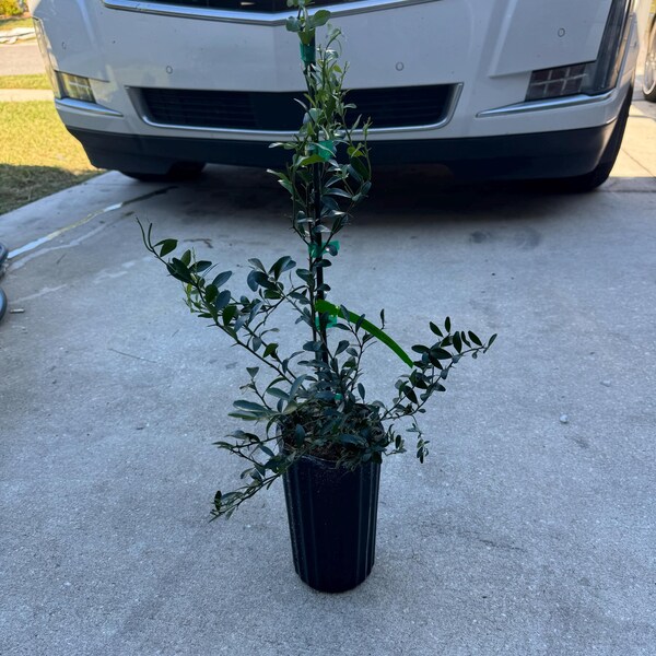 Finger Lime Tree , 1/2 Gallon Pot - Microcitrus Australasica in Half ...