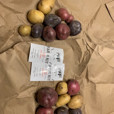 Wolf Bean Lupine Lupini Bean Packet Flower & Vegetable - Etsy