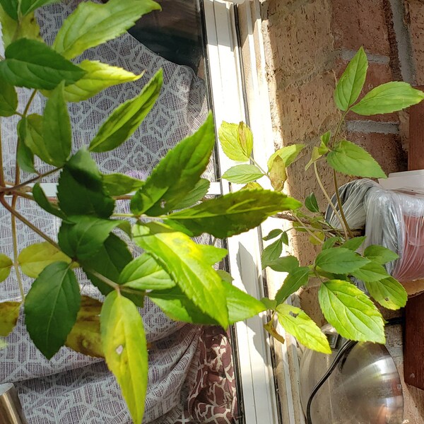 Wild Huckleberry - 100+ Seeds - Wildlife Food - Etsy