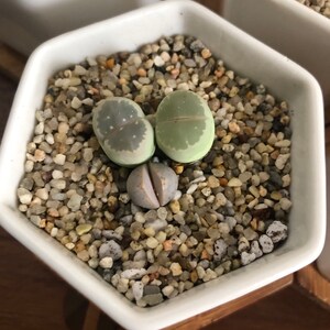 Live Limited Rare Lithops Olivacea C109 / Lithops Olivacea / Exotic ...