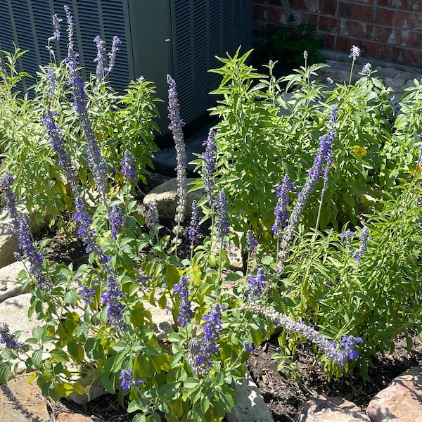 Blue Salvia, Blue Salvia Perennial Seeds, Blue Sage Seeds: Salvia ...