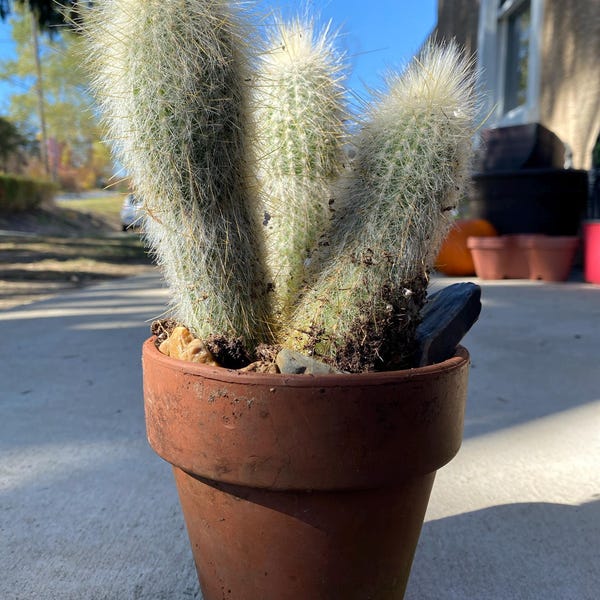 Silver Torch Cactus (cleistocactus Strausii): Fuzzy Resilient Live ...