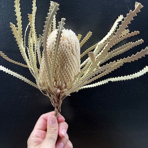 Australian Native Preserved Flower Centrepiece Dried Floral Arrangement ...