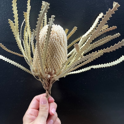 Australian Native Preserved Flower Centrepiece Dried Floral Arrangement ...