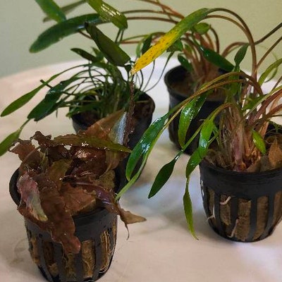 Java Moss BUY 3 GET 1 FREE taxiphyllum Barieri Live Foreground Plant ...