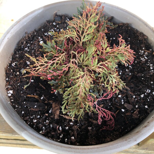 Fern RUBY RED SPIKEMOSS Plant Selaginella Unusual Cold Tolerant ...