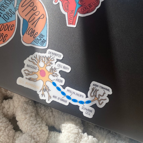 Labeled Neuron Diagram | Sticker | Hand-drawn | Anatomy Sticker ...