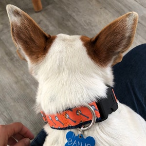Banjo Dog Collar, Harness or Leash With Personalized Engraved Buckle ...