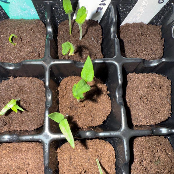 Snapdragon- Tall Spur Mix Seeds -deluxe Tall Mixed Colors - Heirloom - Etsy