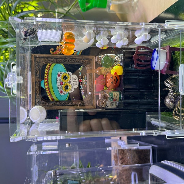 Picture Perfect Jumping Spider Enclosure Habitat,4x4x8, Jumping Spider ...