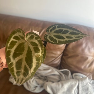 Anthurium Red Crystal Blush anthurium Red Crystallinum X Silver Blush ...