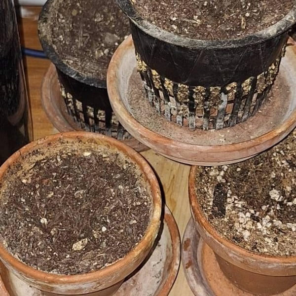 Jumbo Black Mulberry Sapling, Grafted Ready to Plant, With Tuberous ...