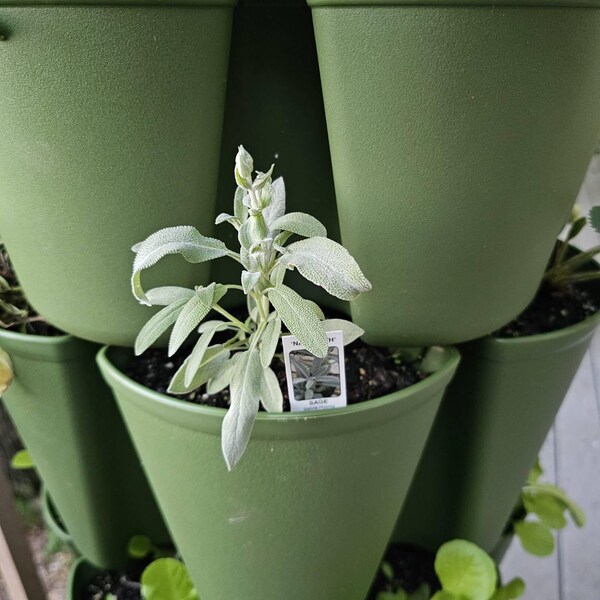 Sage Nazareth - Etsy