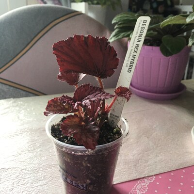 Rex Begonia 'ruby Slippers' BFF Exclusive - Etsy