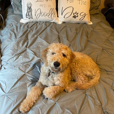 Goldendoodle-labradoodle-bernedoodle-doodles-doodle Dogs-pillow Cover ...