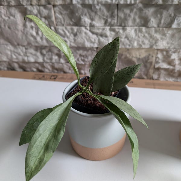 Schlumbergera / Variegated Christmas Cactus 'madame Butterfly' Plant - Etsy