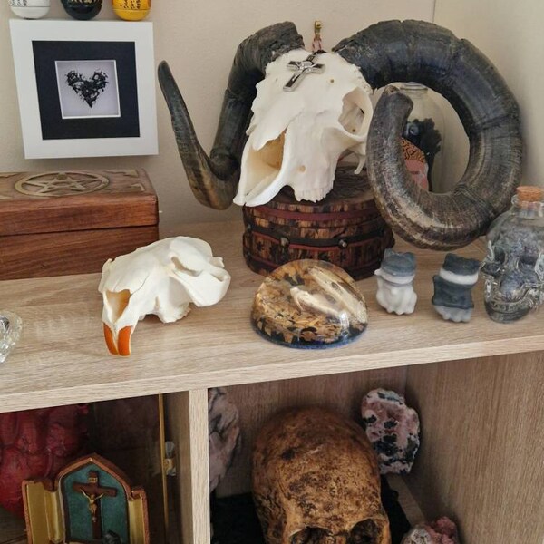 Elegance Red Fox Fang Earrings, Canine Tooth Earring, Tooth Earring ...