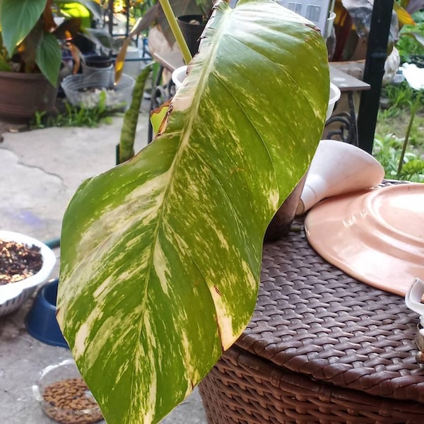 XL Variegated Golden Pothos Cutting (10"- 15") Organically Grown ...