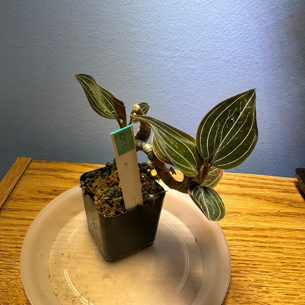 Large Size Jewel Orchid, Ludochilus 'sea Turtle', Live House Plant ...