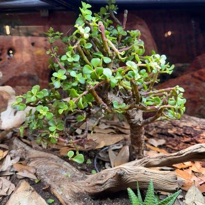 Aloe White Fox Rare Succulent Live Plant - Etsy