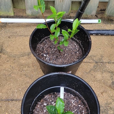Camellia Sinensis live Tea Plant Propagated From Plants at Former ...