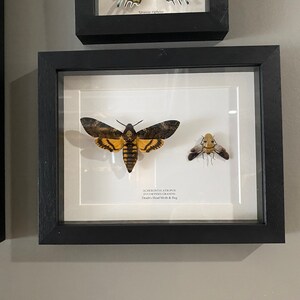 The Luna Moth in Box Frame actias Luna - Etsy