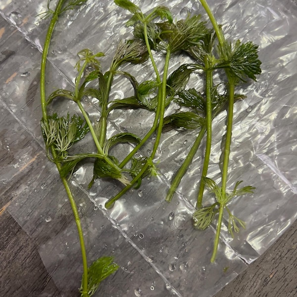 Rotala Bonsai Tissue Culture - Compact Aquatic Plant - Aquatic Stem ...