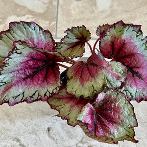 Jurassic™ Rex Begonia 'pink Splash' - Etsy