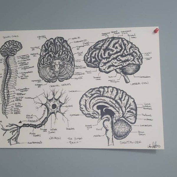 Hand-drawn Neuro Brain Print Diagram - Anatomy Series - Etsy
