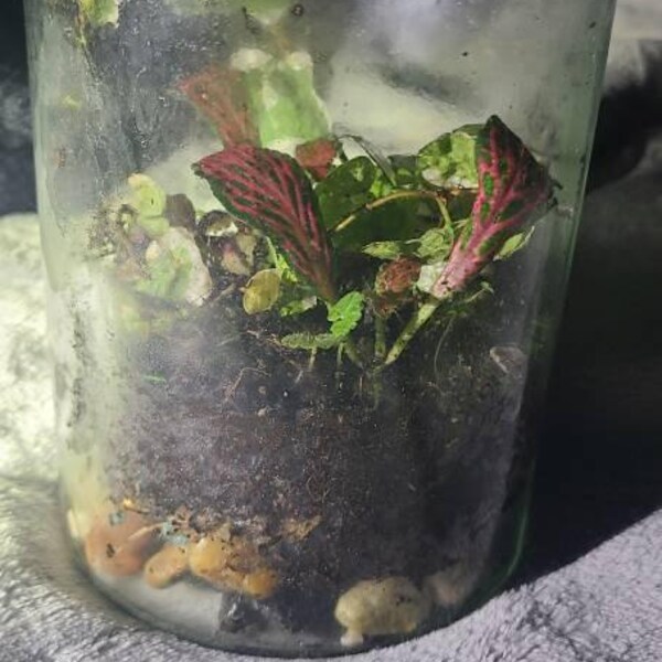 Large Live DIY Terrarium Kit by Boomdyada, Self-sustaining Sealed Mini ...